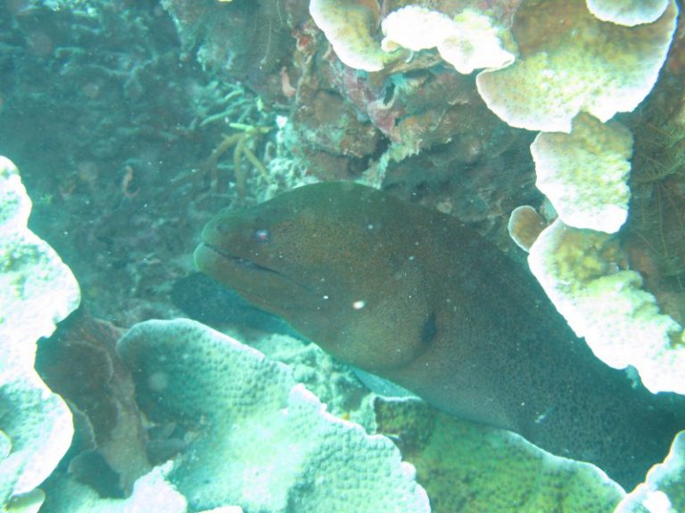 Scuba Diving In Tioman: Best Dive Spots Around Tioman Island