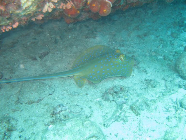 Scuba Diving In Tioman: Best Dive Spots Around Tioman Island