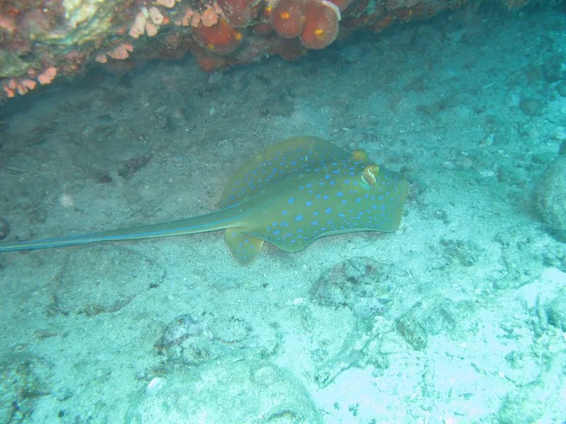 Scuba Diving In Tioman: Best Dive Spots Around Tioman Island