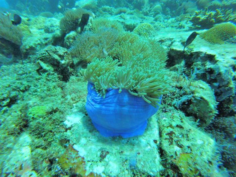 Scuba Diving In Tioman: Best Dive Spots Around Tioman Island