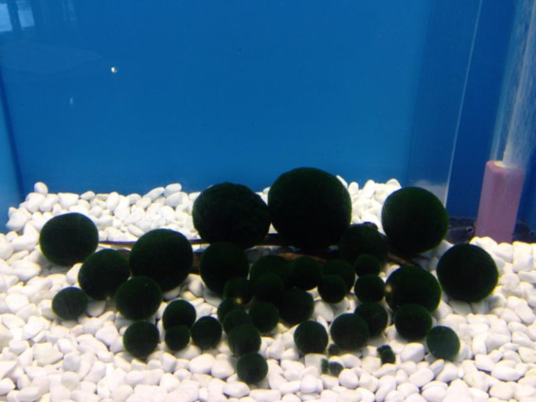 Hokkaido Road Trip: The Perfect 10 Day Hokkaido Itinerary