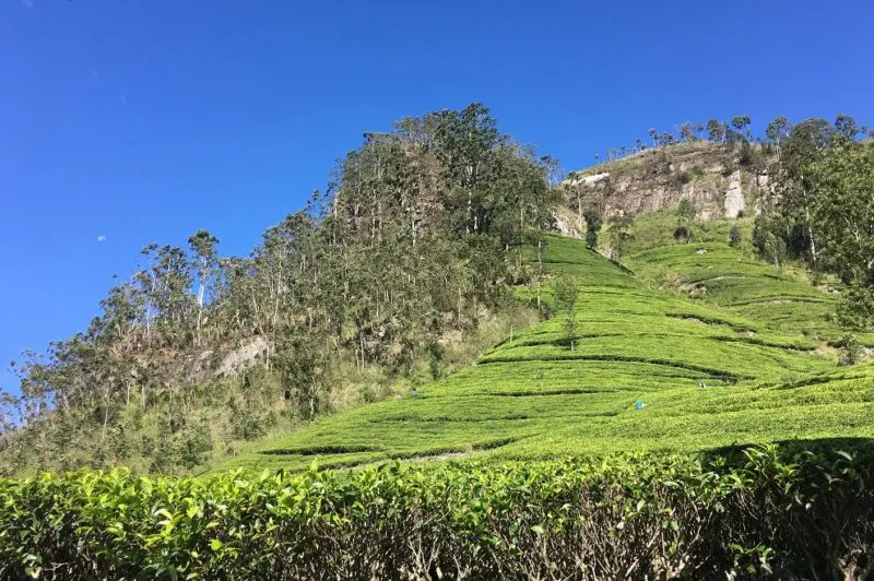 The Perfect 1 Month Sri Lanka Itinerary And Travel Guide