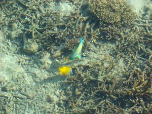 Scuba Diving In Tioman: Best Dive Spots Around Tioman Island